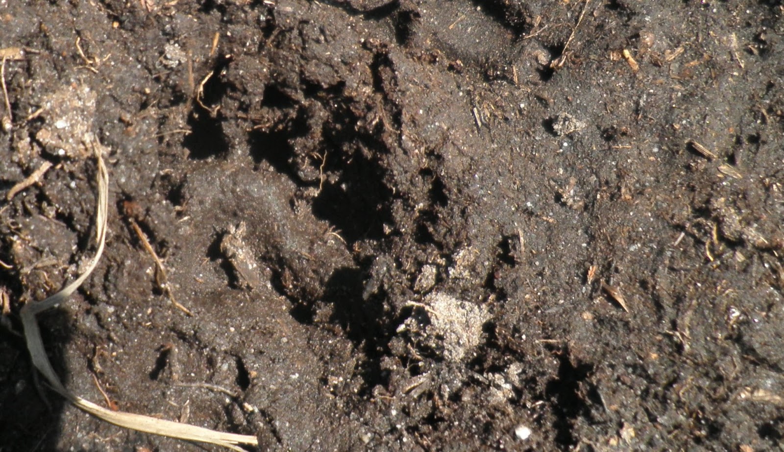 Matt Salusbury: Big cats in Dorset - London Cryptozoology Club ...