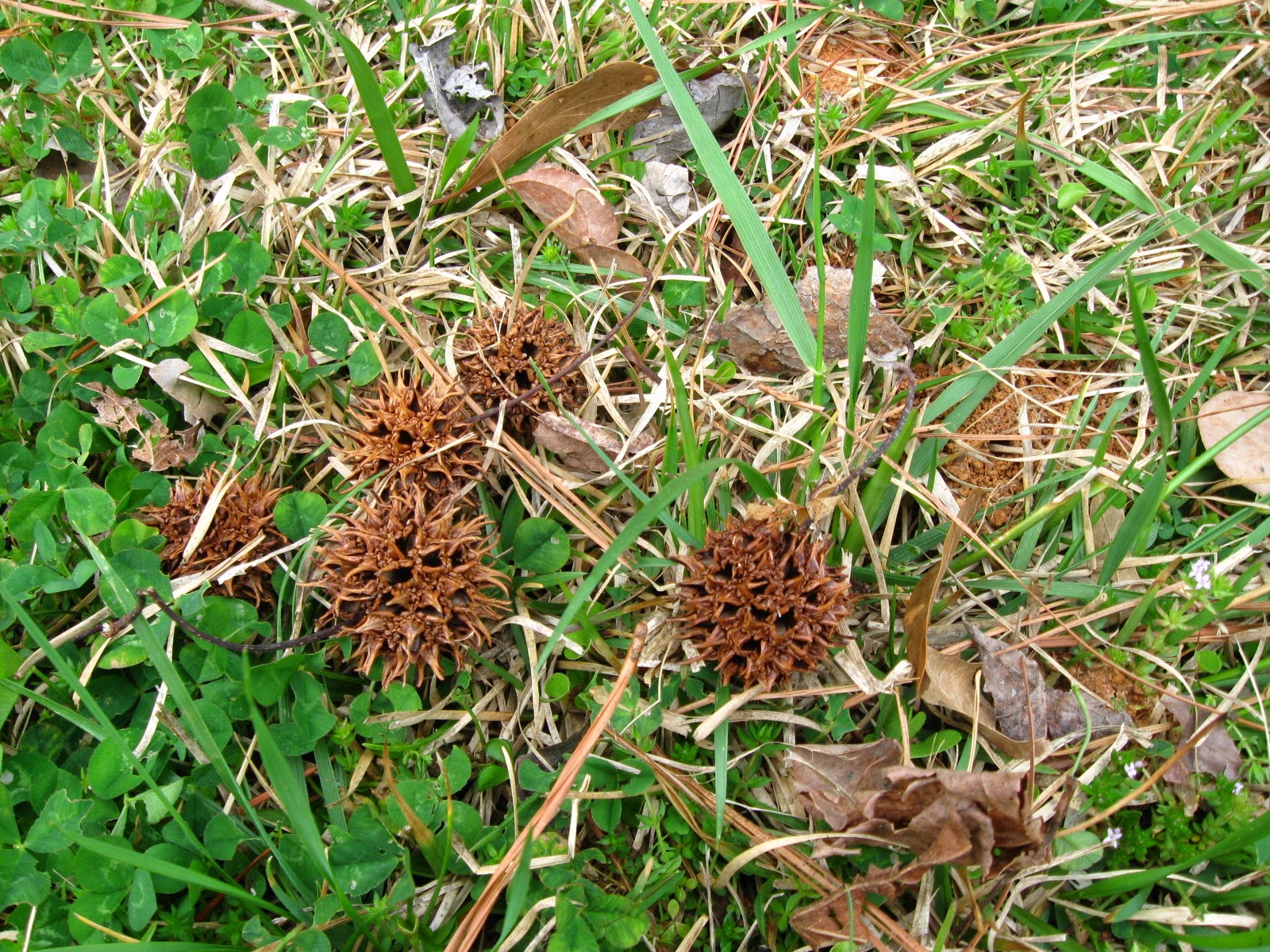 My Alabama Backyard: The curse of the sweet gum tree