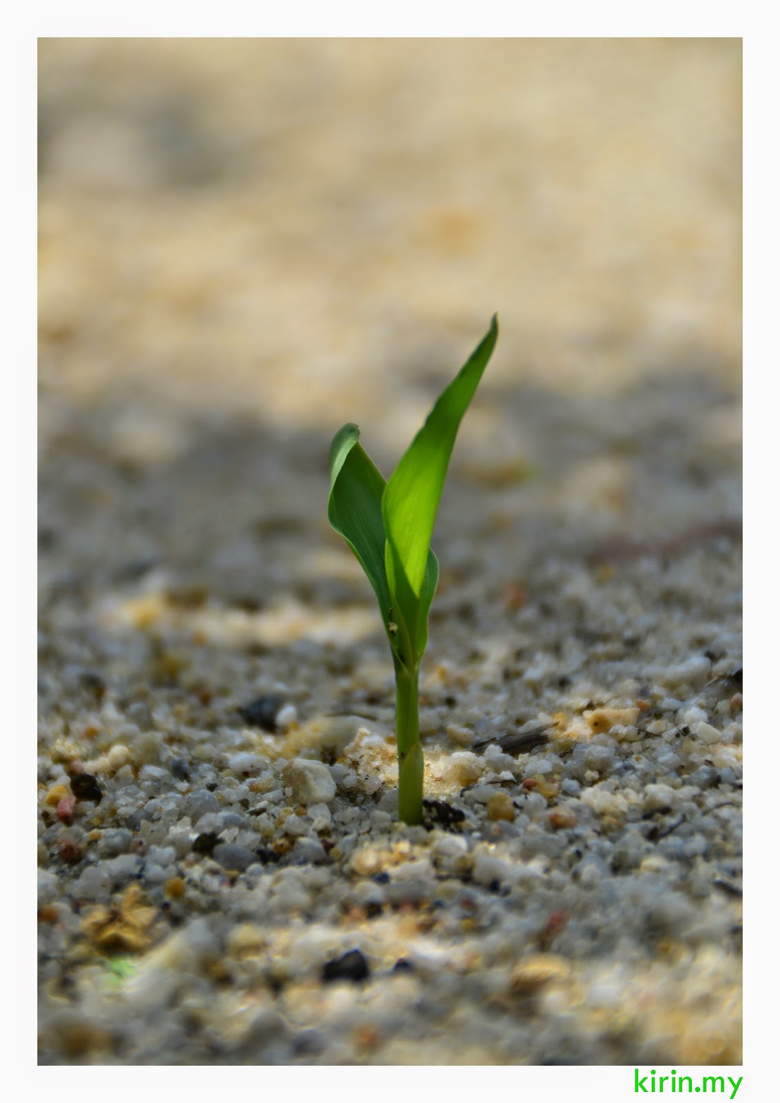 Tips Penanaman Jagung HibriMas & MasMadu (Part 1)