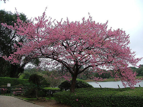 Luxo Retrô: A cerejeira
