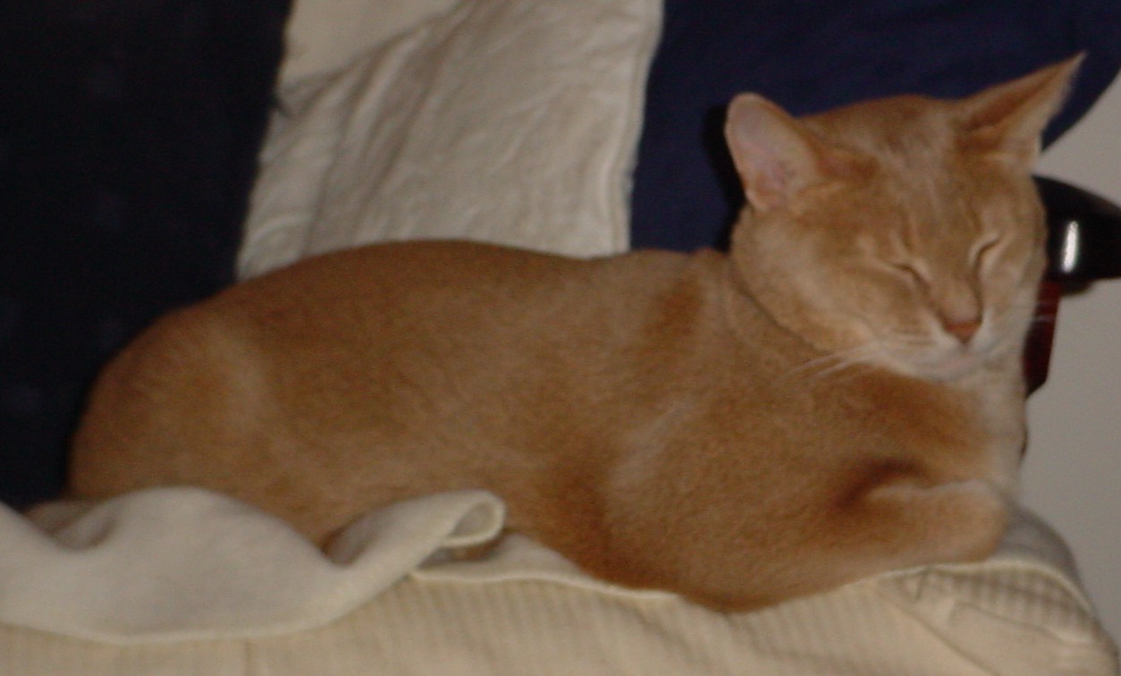 Encyclopedia of Cats Breed: Fawn Abyssinian Cat