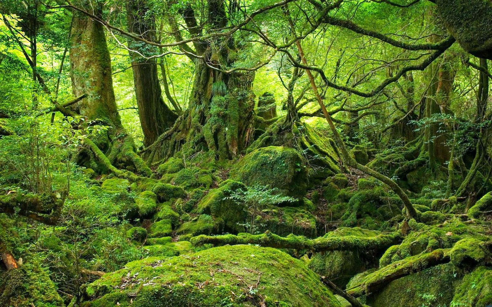 Selva, Características das Selvas