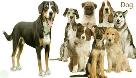 Domestic Animals Name Meaning & Image | Necessary Vocabulary ...