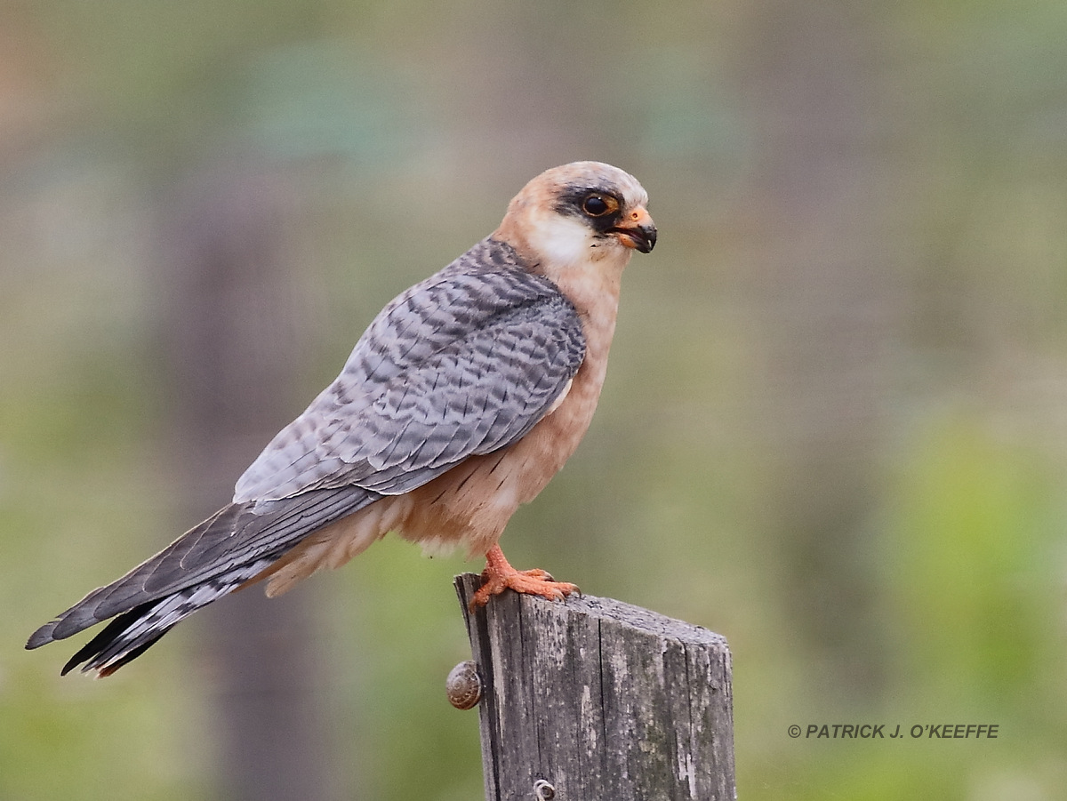 Raw Birds: RED FOOTED FALCON [Female] (Falco vespertinusi) Katholiko ...