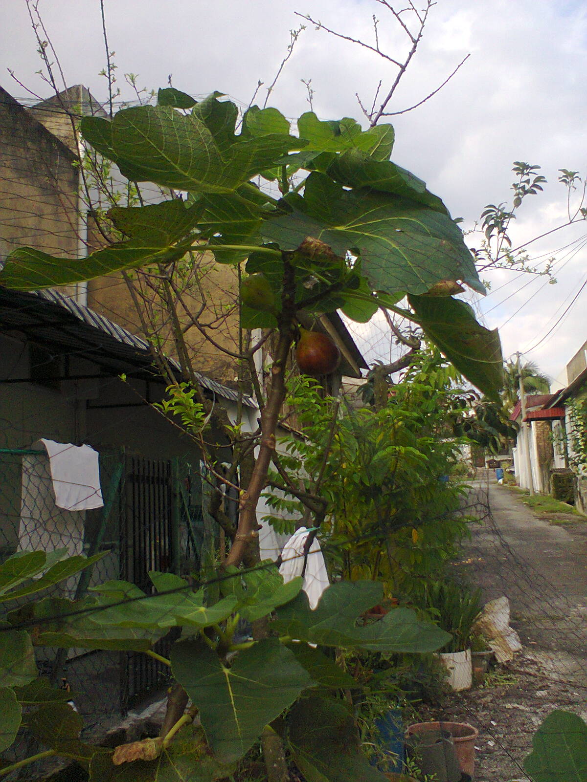 TaMAn TEmPErATe: Pokok Buah Tin / Buah Fig / Buah Ara Belakang Rumah Di ...