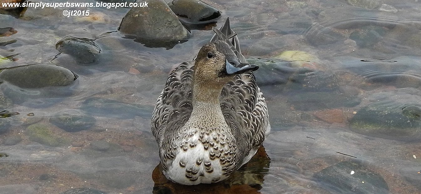 Simply Superb Swans: Pintail Eclipse