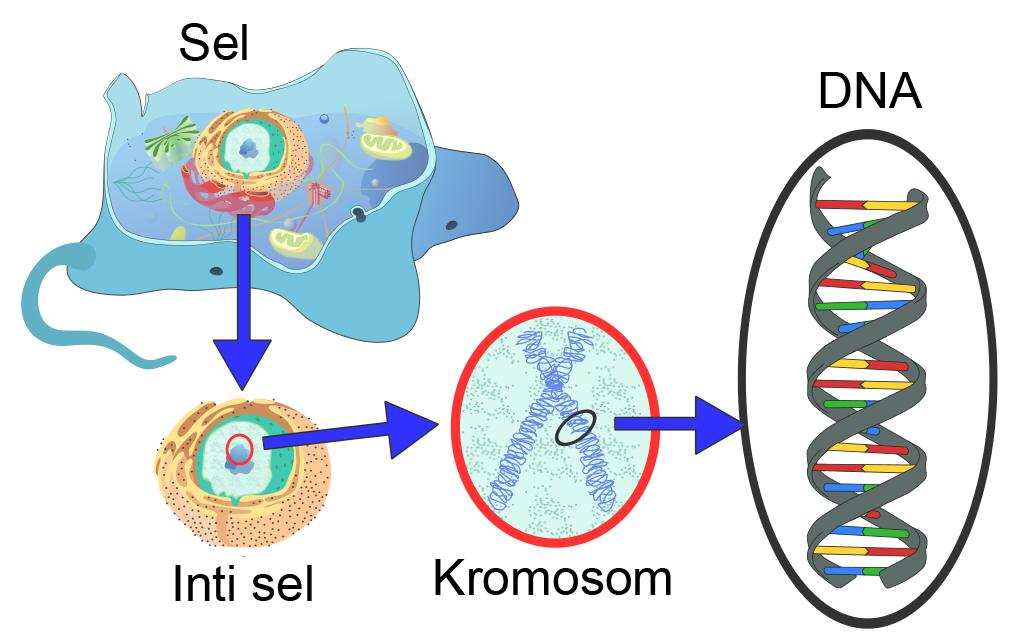 Dimana Letak Kromosom? | Hedi Sasrawan