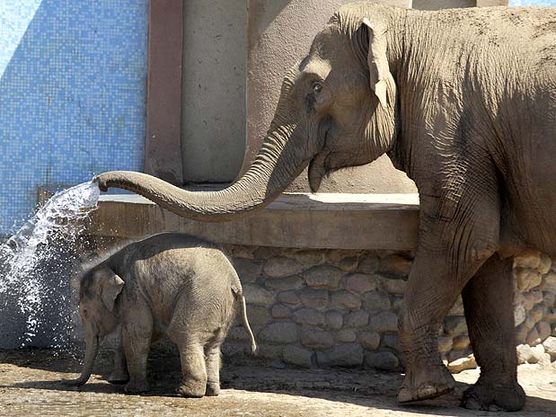 The Magic Elephant: A tromba