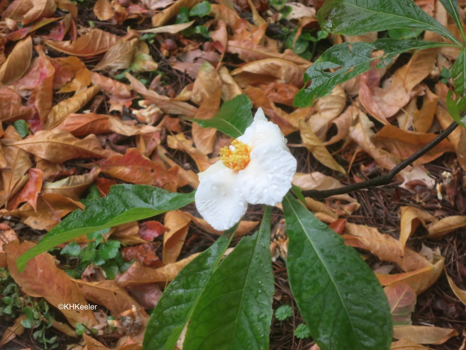 Plant Story--Franklinia, the extinct American camellia - Patriots