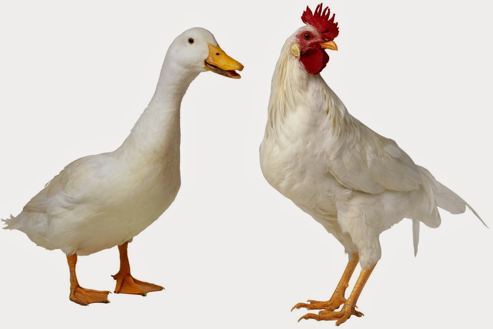 Neon: How I Forced a Chicken and Duck To Talk