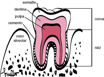 PROFISSÃO ODONTO: Do que é formado o dente?