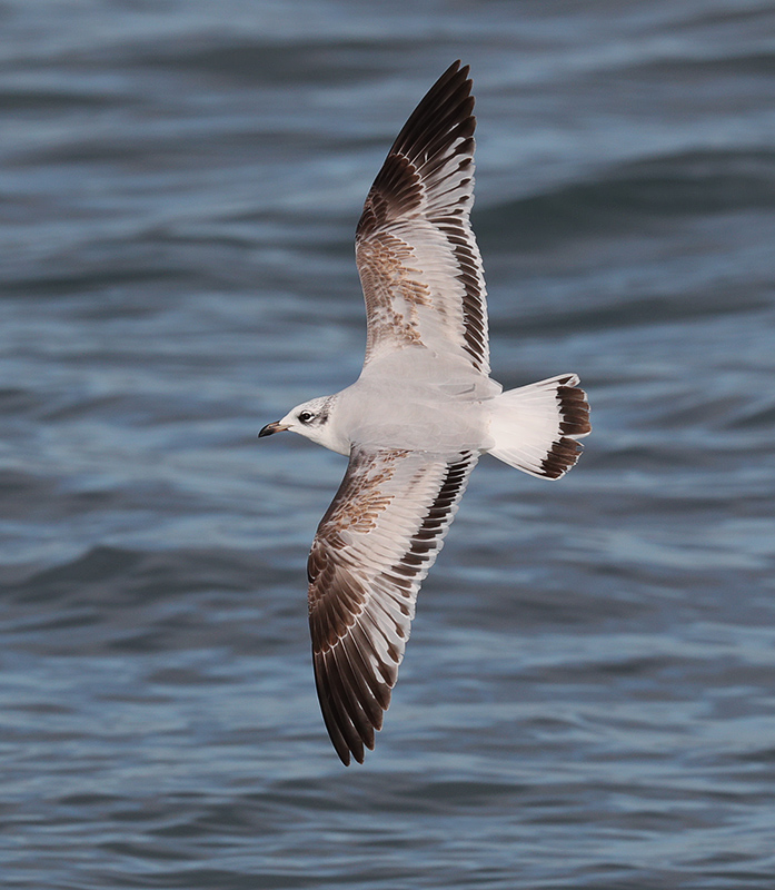 The Bruce Mactavish Newfoundland Birding Blog: Irish Birding in Feb - A ...
