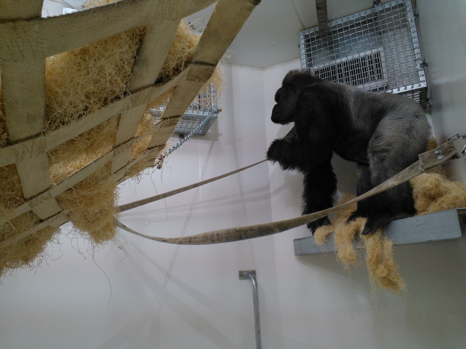 Keeper Blog: Gorilla Forest Construction