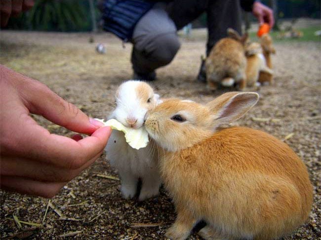 An Island Full of Bunnies | My99Post