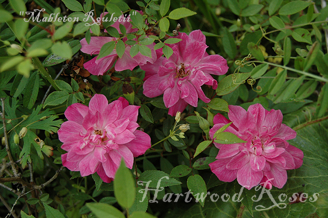 Hartwood Roses: The First Roses of the Year!