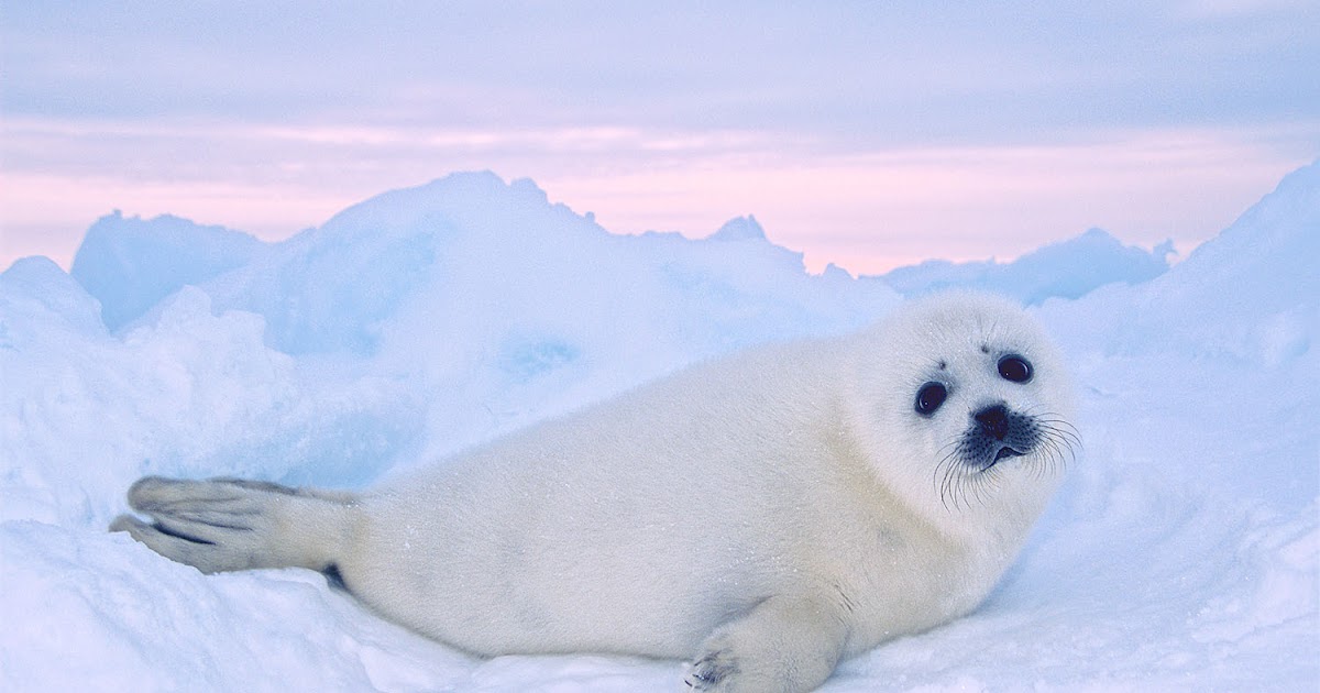 Wszystko o fokach: Foka grenlandzka