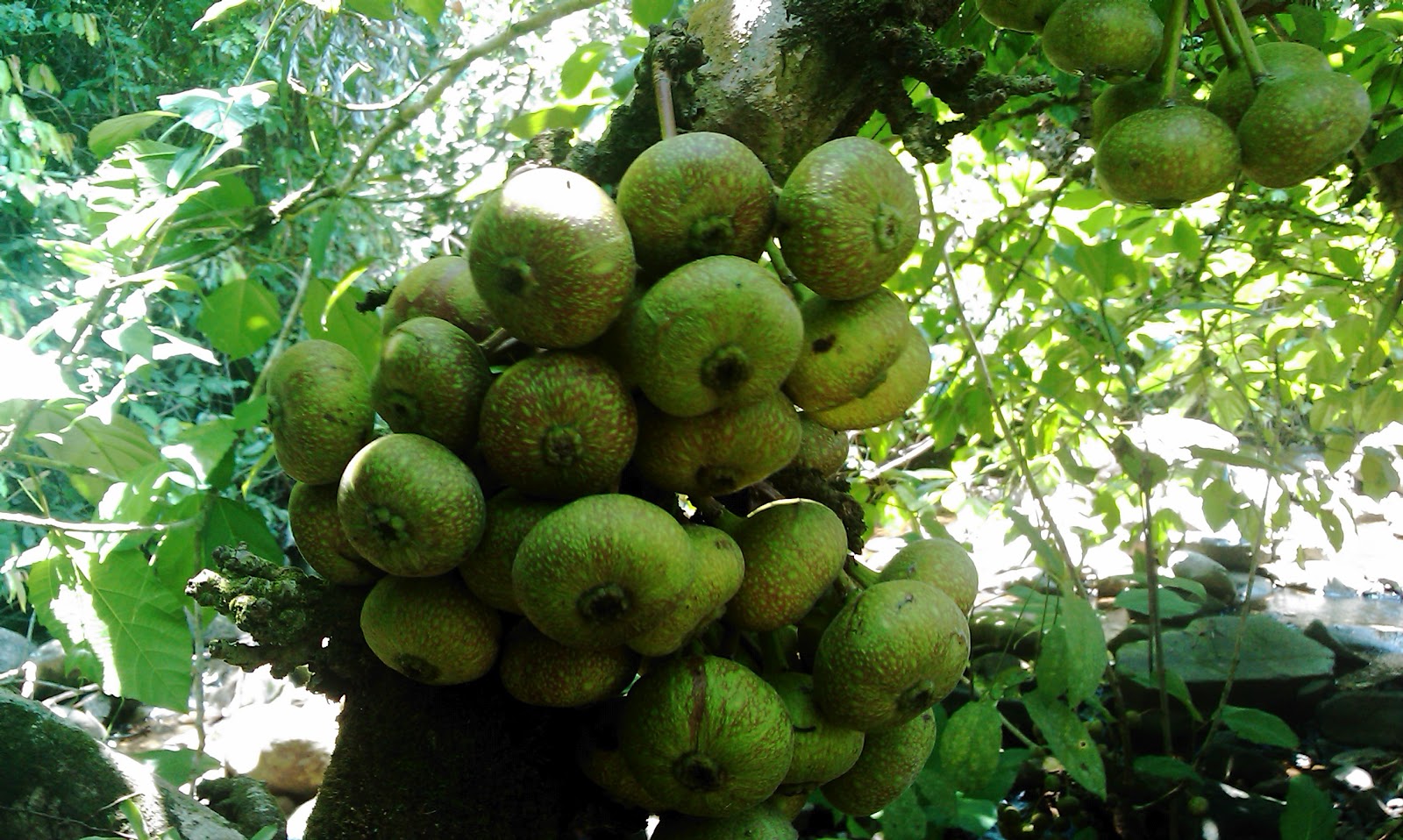 MY MALAYSIA PHOTOS: Malaysian Local Fruit - by Joenett Hoenett