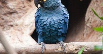 Loro Parque Fundación traslada 6 loros en peligro de extinción para su ...