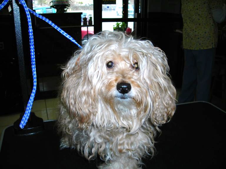 Dogs Info: Female Mutt