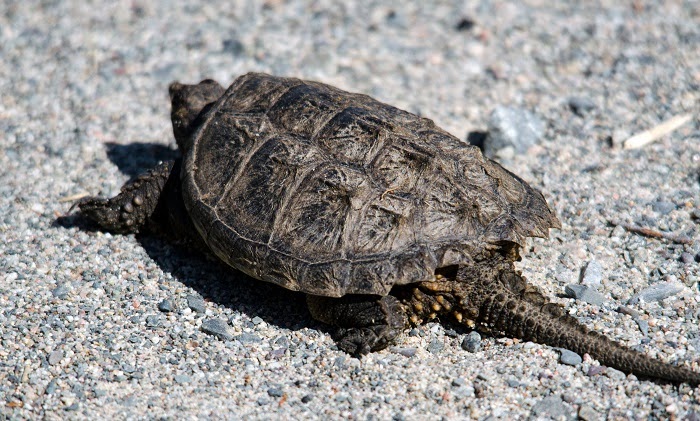 Me, Boomer and The Vermilon River