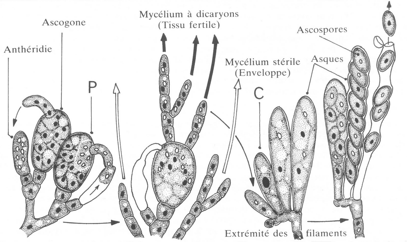 Pleurothallidinae: - MALADIES CRYPTOGAMIQUES : généralité.