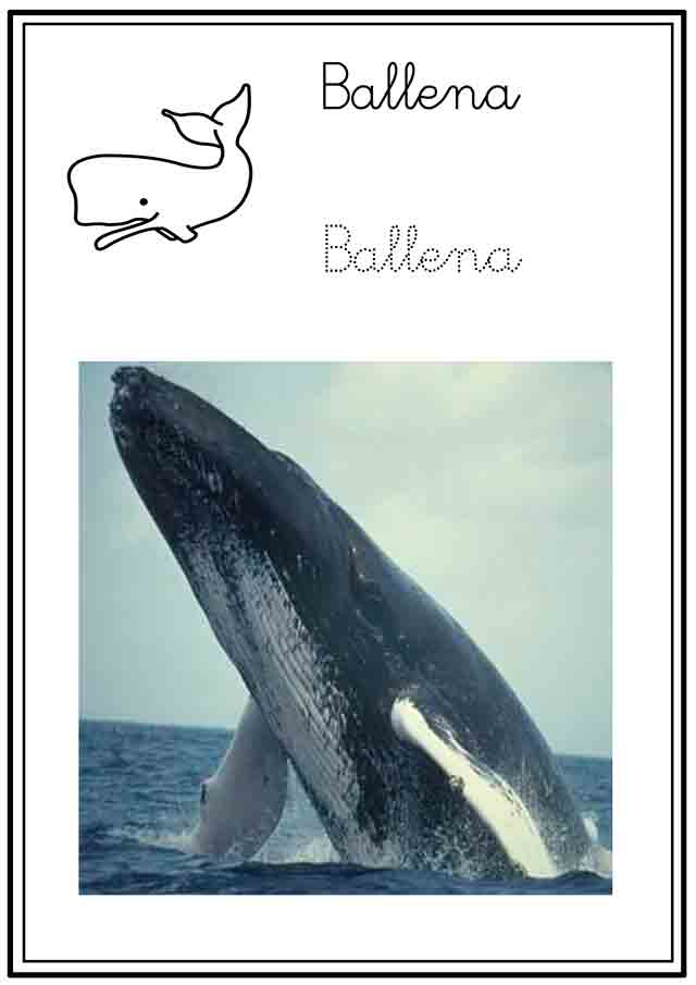 Ballena