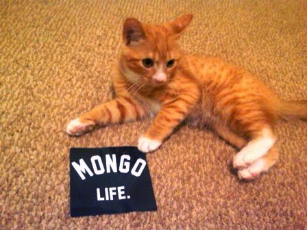 all things old school: BROKEN TEETH / THE MONGOLOIDS - Split