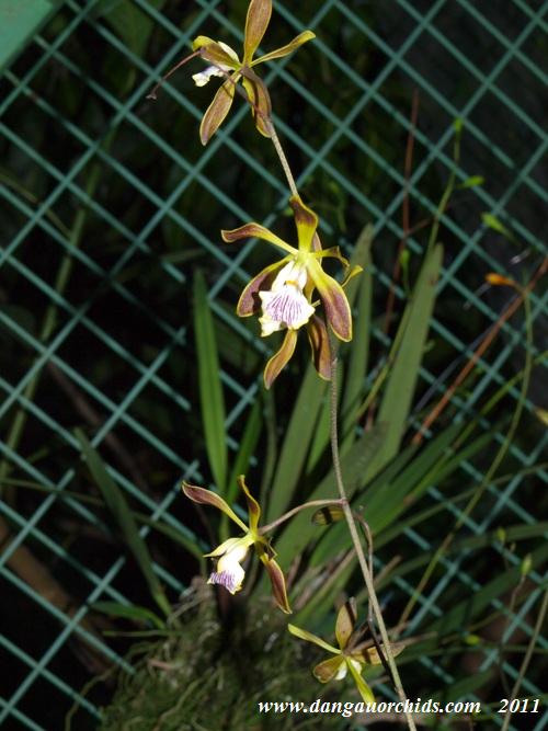 Orchids de Dangau: Get up...and crawling again