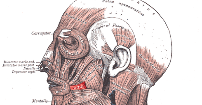 Músculos de la mímica: Músculo Risorio y Triangular