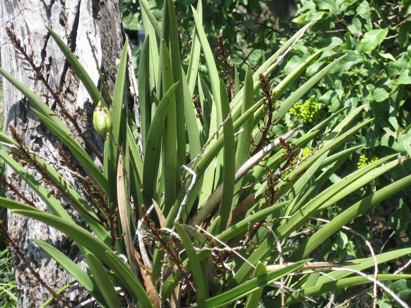 Robin's Double Life: Helena Heritage Olives, Oolines and Orchids