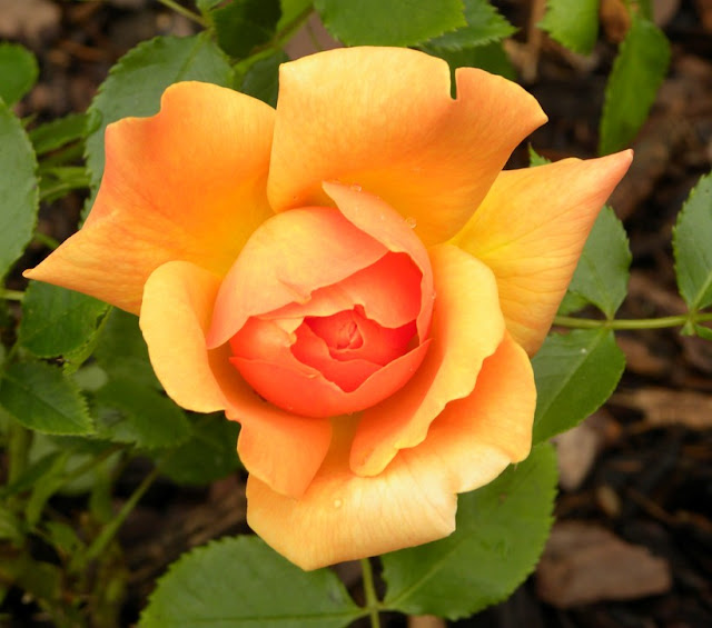 Red Dirt Roses: Paul Barden Roses I Grow