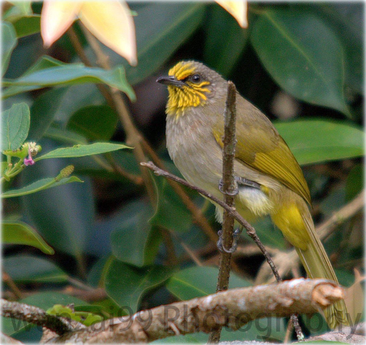 wanzai99 PHOTOGRAPHY: Burung Merbah Luris Leher