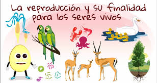 REPRODUCCIÓN