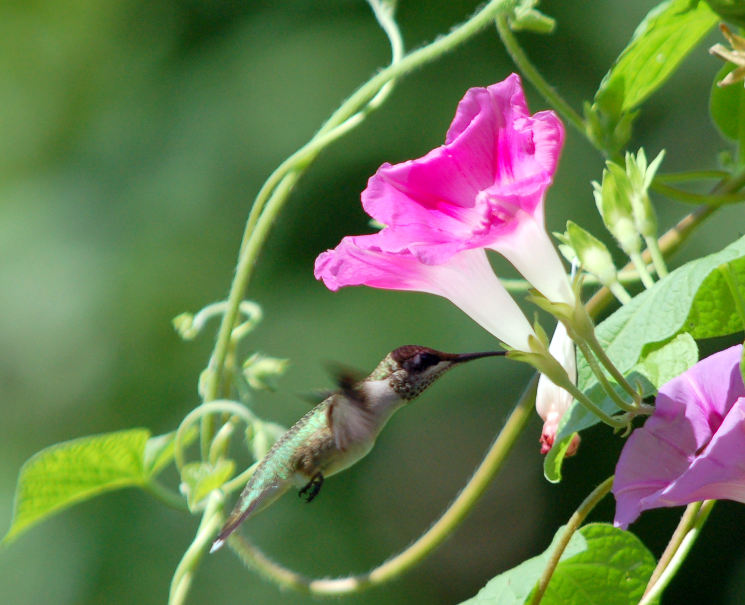 Walking In Beauty: Morning Glories and Hummingbirds