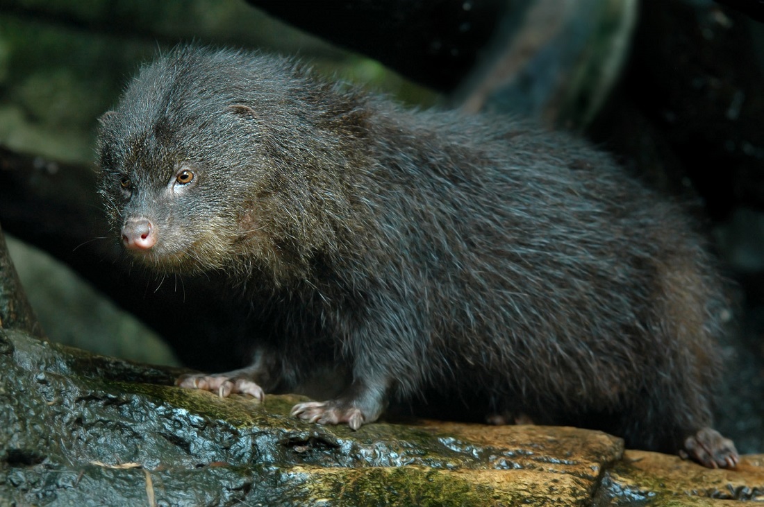 TVL: Animal da semana - Mangusto