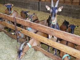 les maladies des chevres