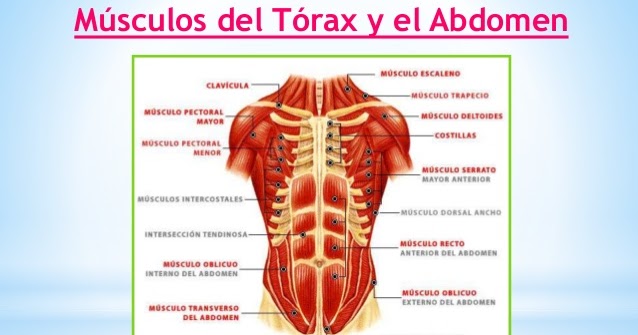 Músculos: Musculos del torax