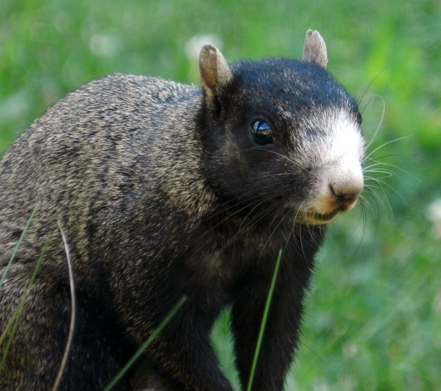 Blue Country Magic: Masked Face Fox Squirrel