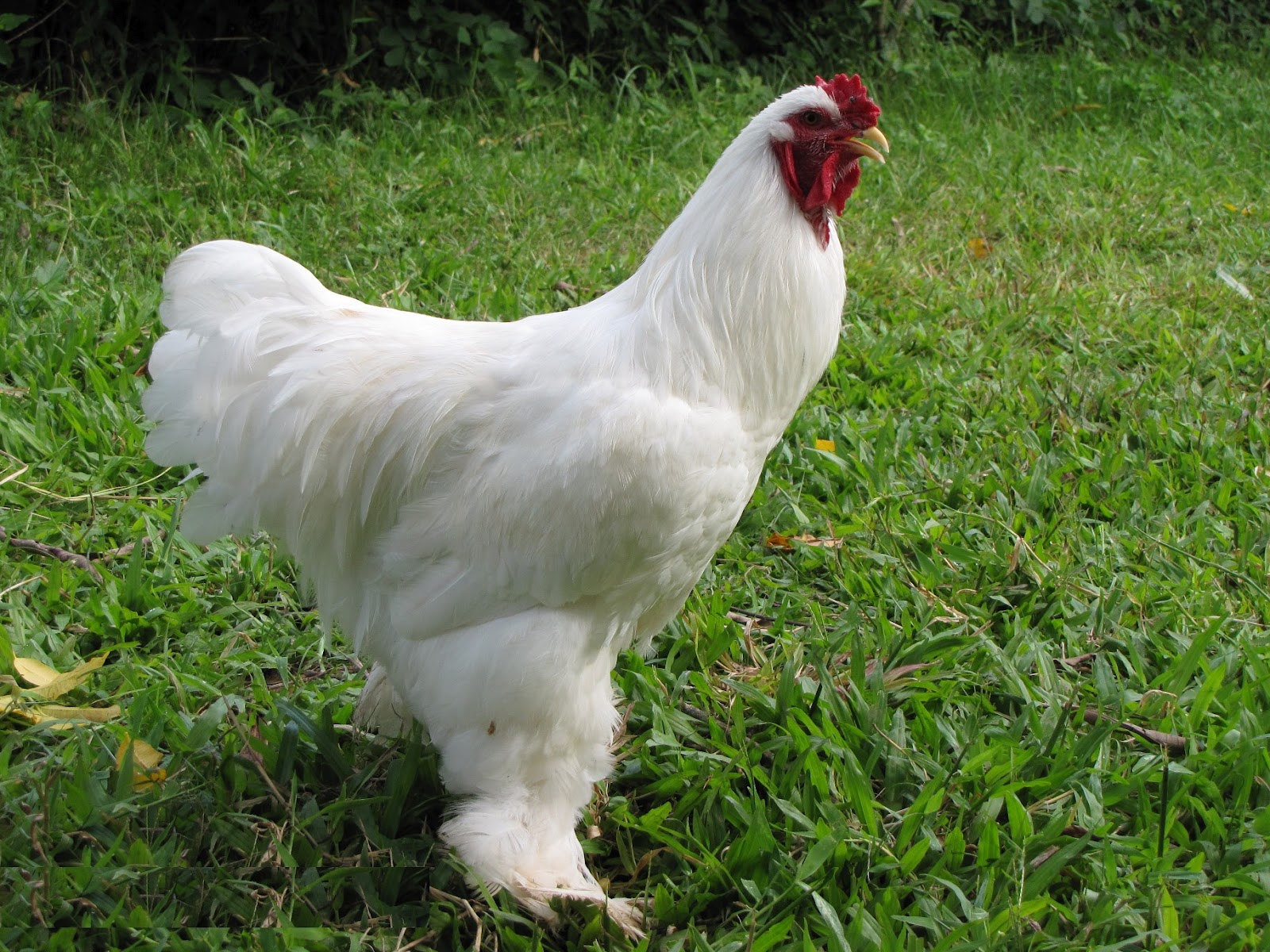 Aves Ornamentais Sergipe: Animais