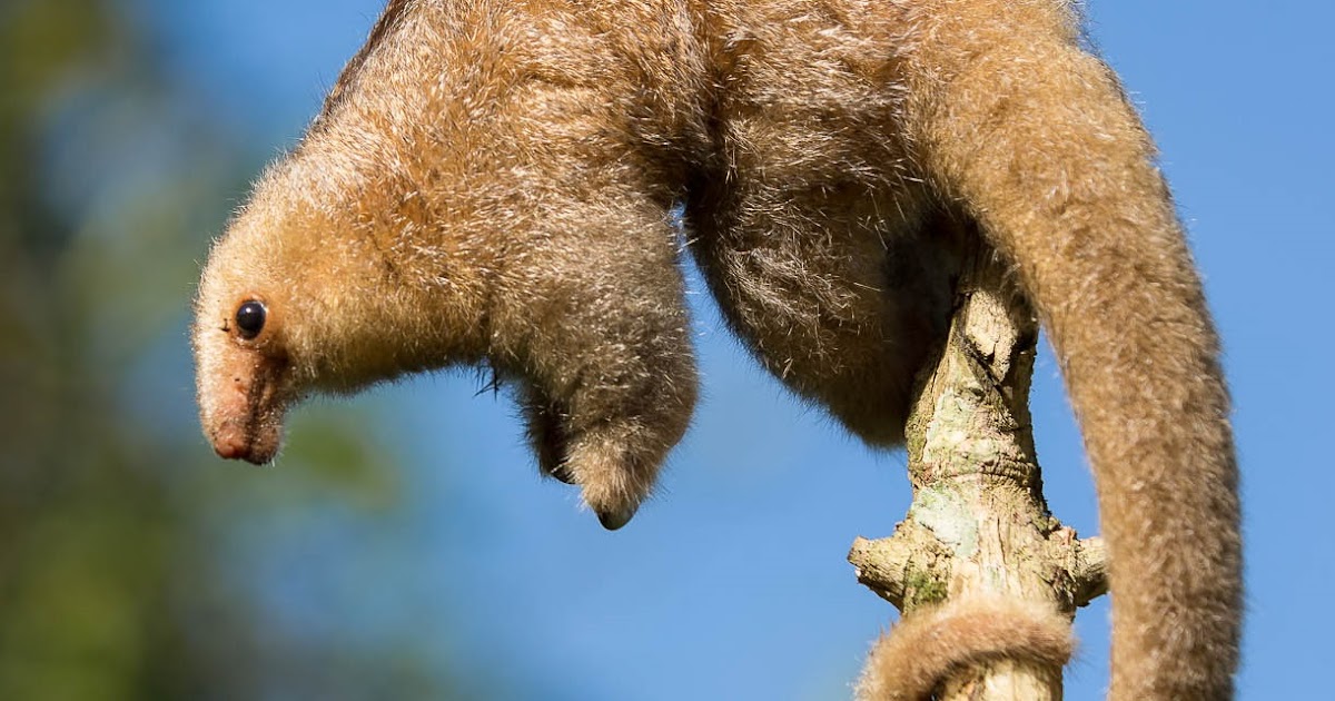 Species New to Science: [Mammalogy • 2018] Taxonomic Review of the ...