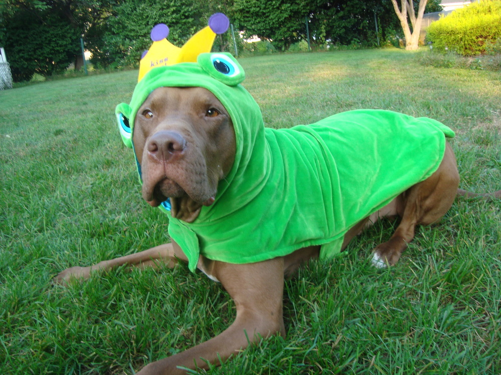 Pit Bull Frogs: Pit Bull Frog Photos