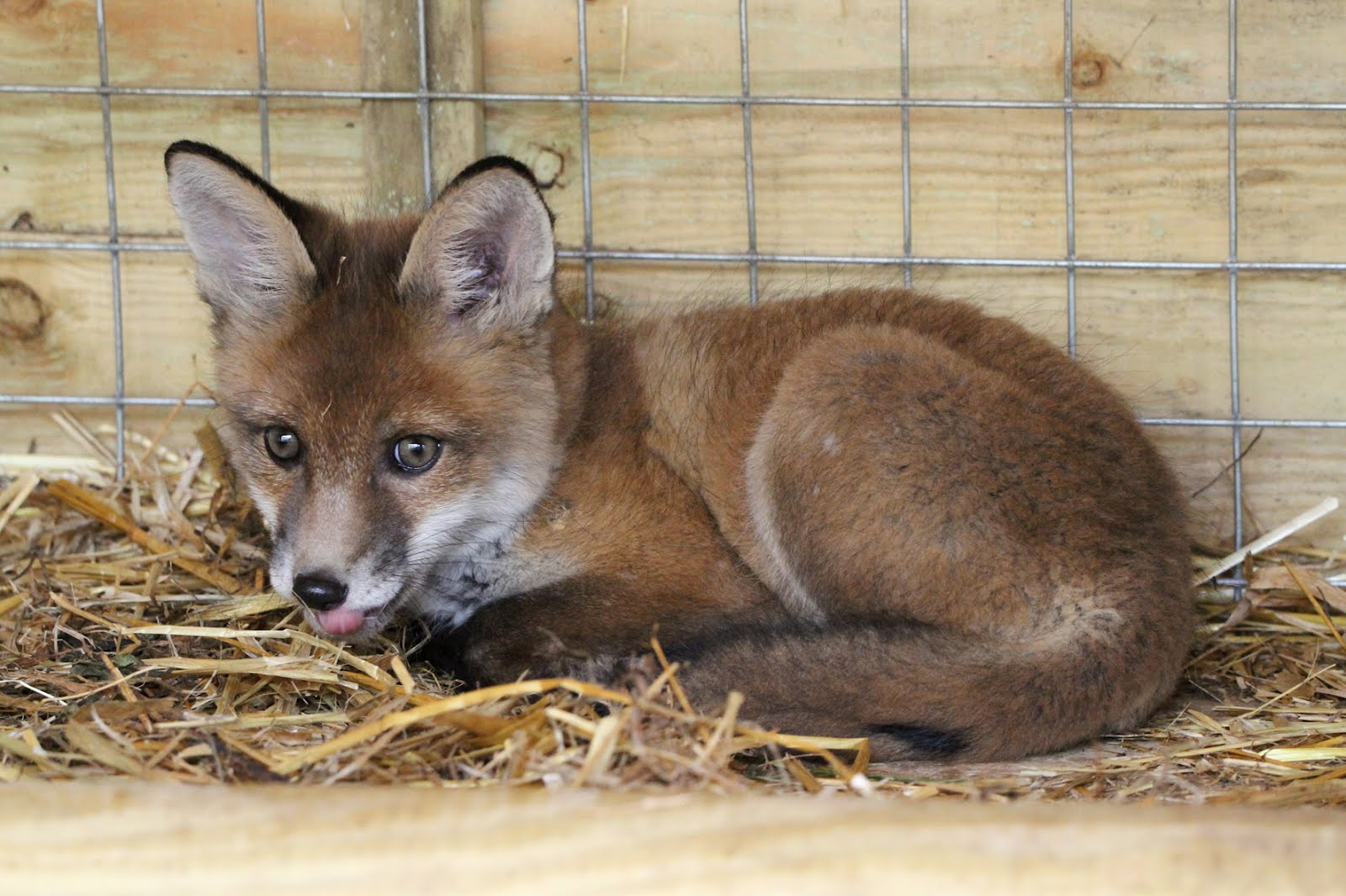 Wildwood Trust: Wildwood welcomes new fox cub