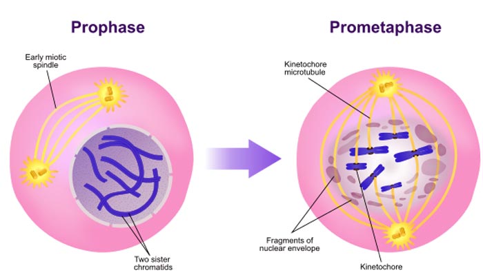 TSS-Connected: การแบ่งเซลล์แบบไมโทซิส - Mitosis
