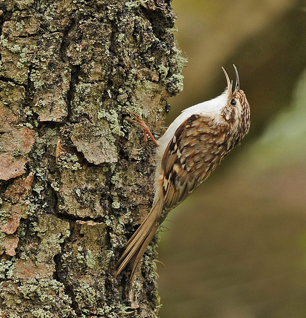Brian Rafferty...Wildlife Photographer: May 2016