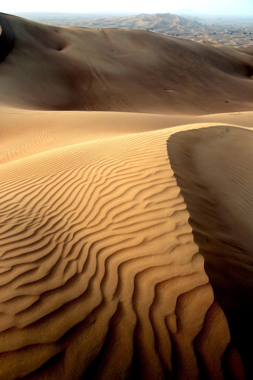 Z daleka i bliska: Pustynia Arabska/Arabian Desert 4