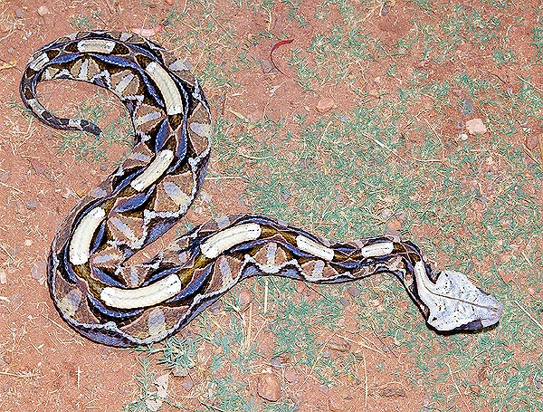 Víbora-do-Gabão (Gaboon Viper)