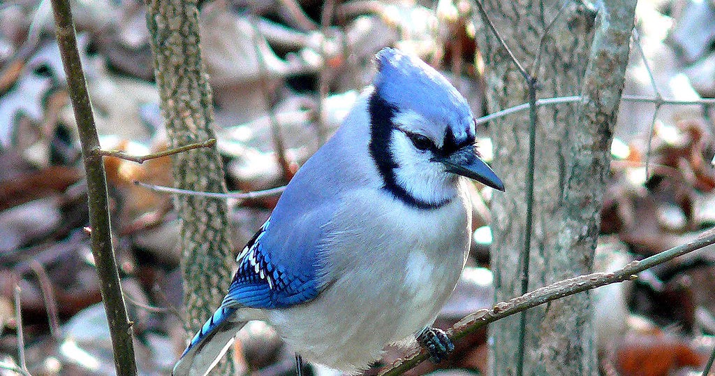 Earth and Space News: North American Blue Jay Habitats: Blue Body, Cup ...