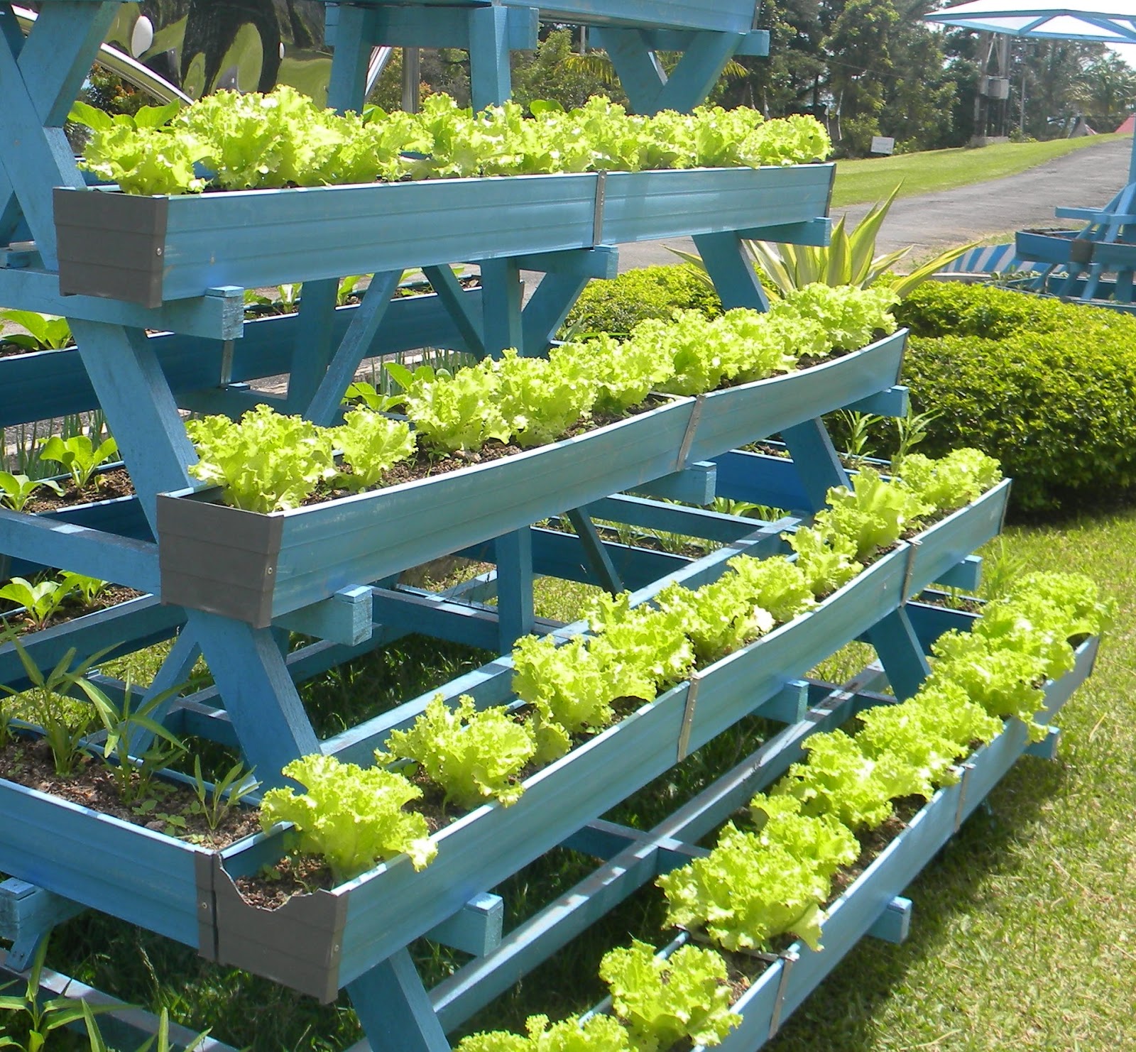 Madanioke.blogspot.com: TEKNOLOGI BUDIDAYA SELADA