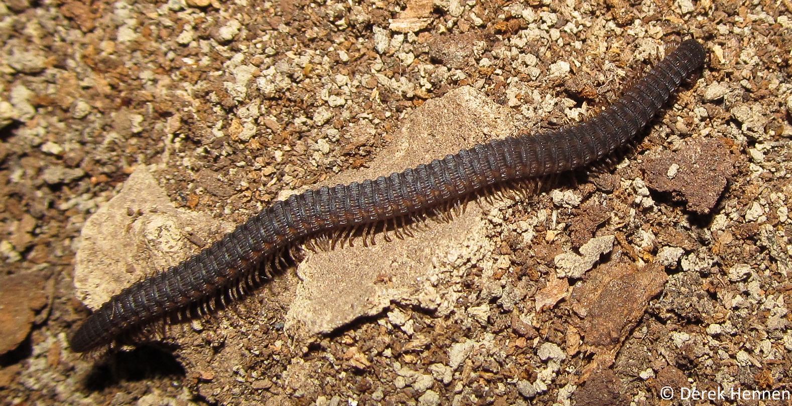 Normal Biology: A Primer on Ohio Millipedes