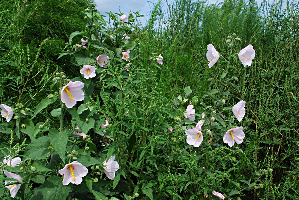 Space Coast Wildflowers: Rosemallows, July 2011
